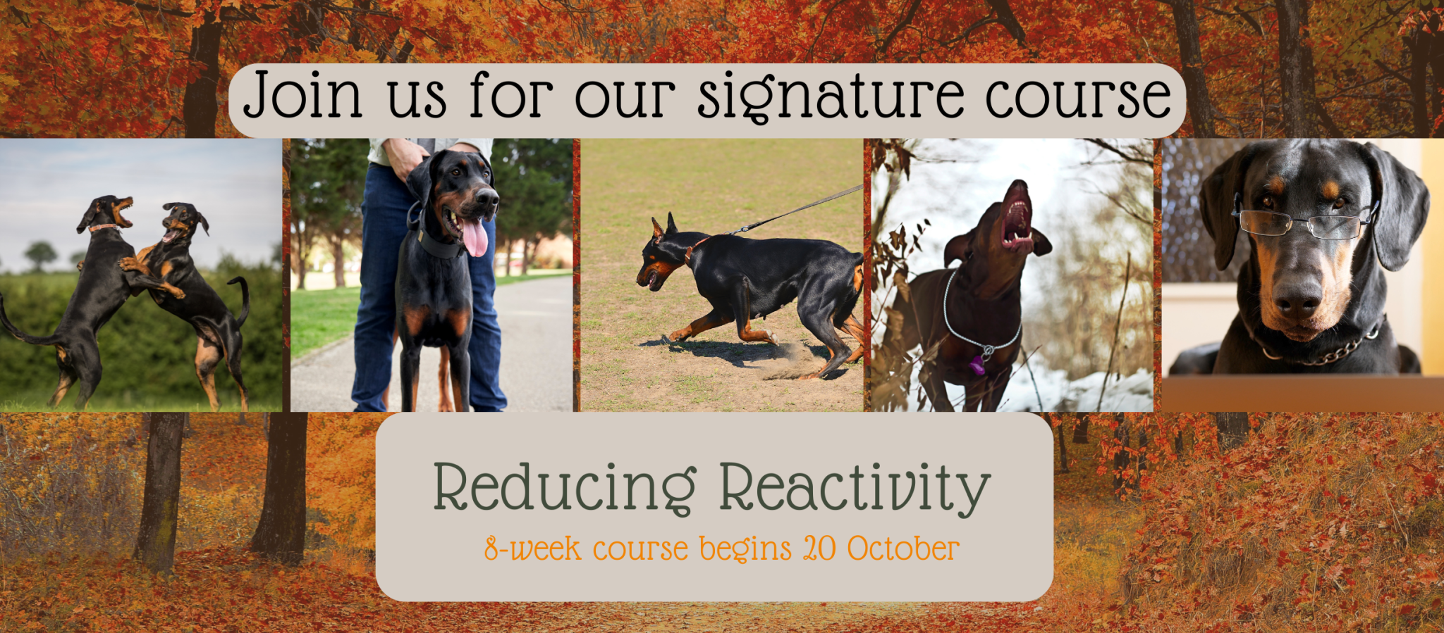Home - Online Dog Training School & Behavioural Centre Dobermann ...